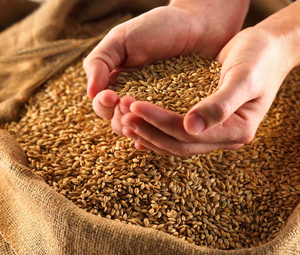 Qgc Trade & Services: Ukraine Feed Wheat Suppliers For The Best Quality ...