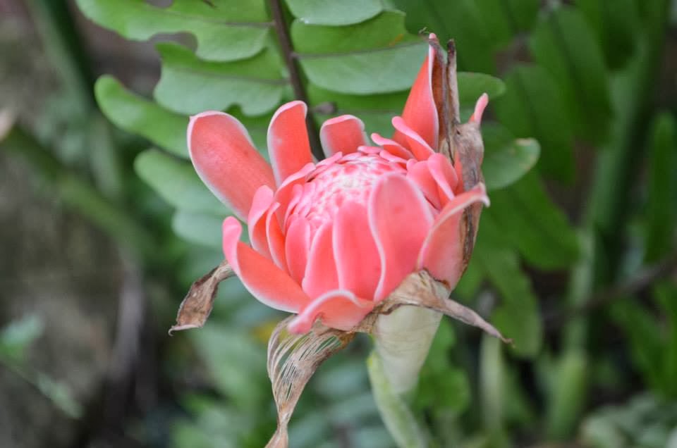 from my garden: Pokok bunga kantan