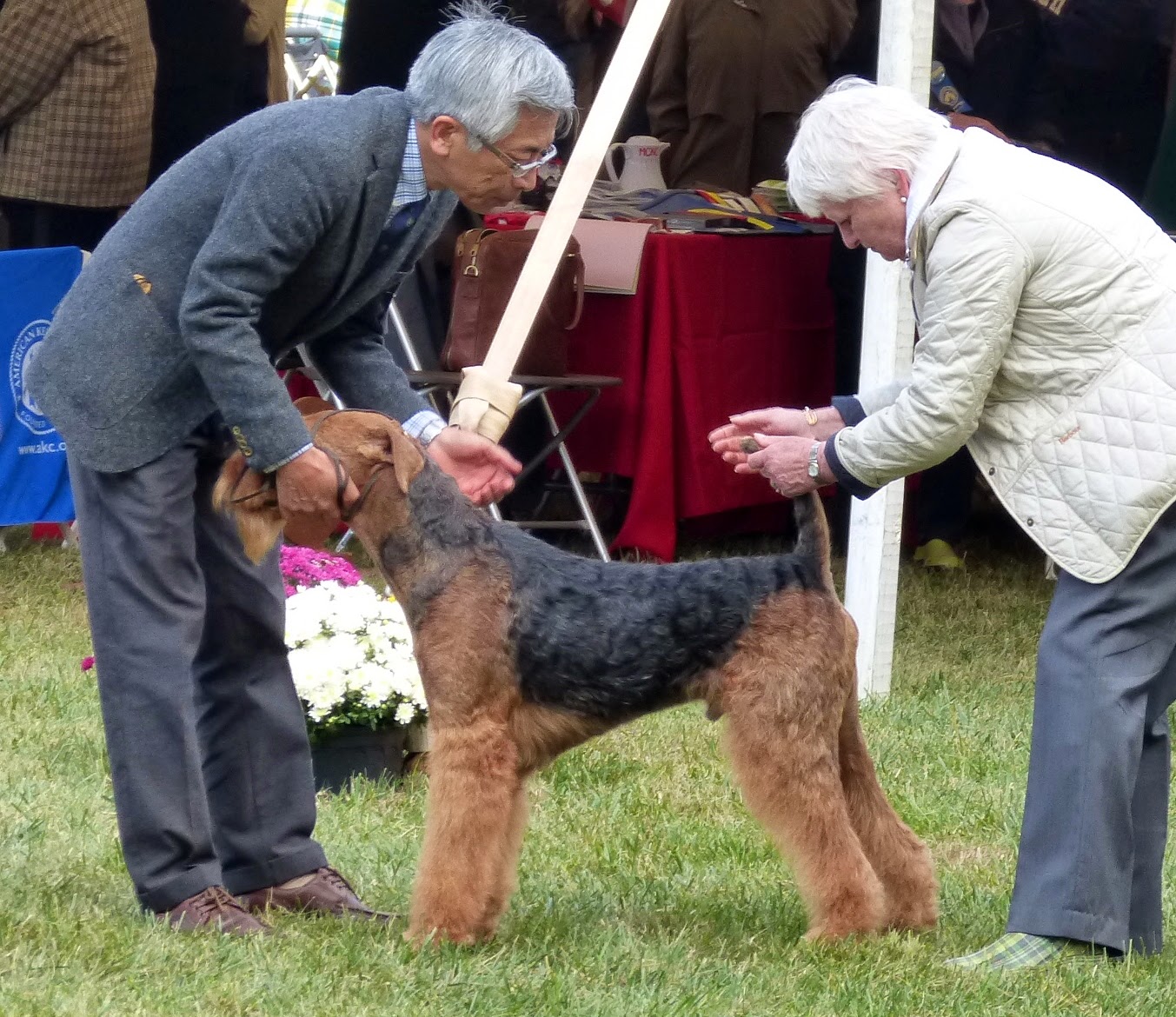 Ray's Retirement: Airedales at the Montgomery County Kennel Club ...