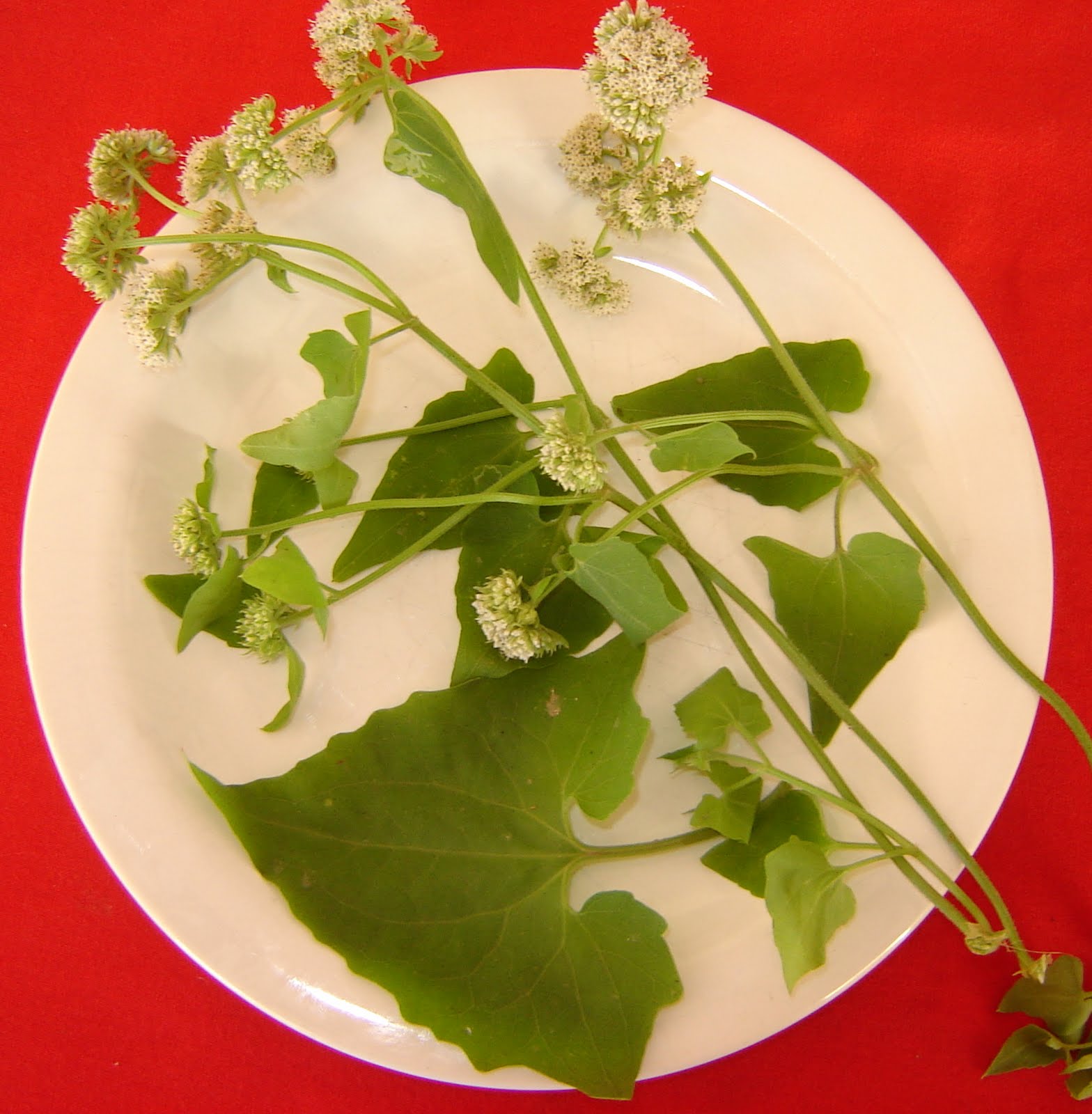 v e r d e c h a c o: Guaco