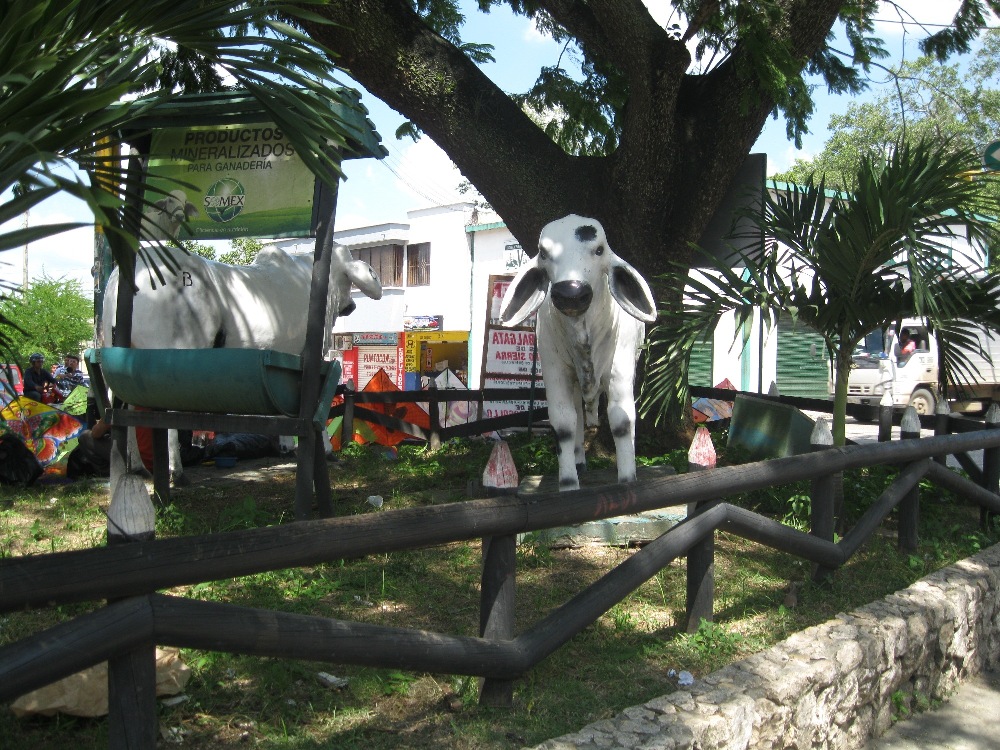 Sincelejo-Sucre: Sincelejo