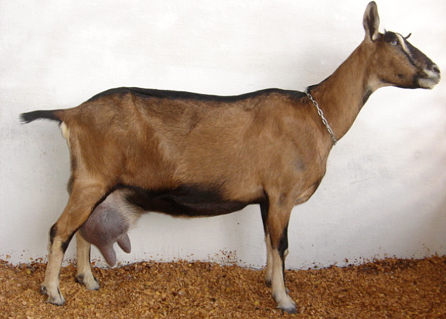 CEDEAGRO SENA- ESPECIES MENORES PRODUCCIÓN DE CABRAS