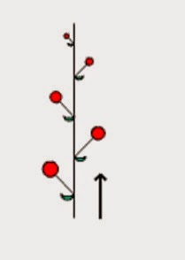 Inflorescencias : Clasificación de las inflorescencias indeterminadas ...