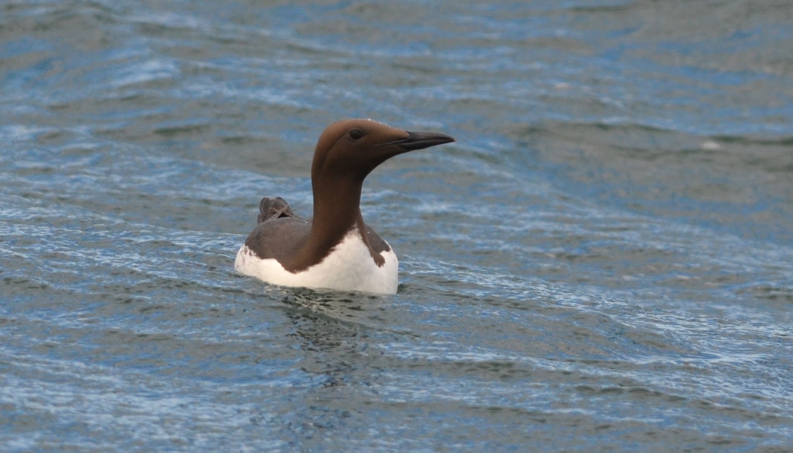 The Early Birder: Guillemots - The Farnes