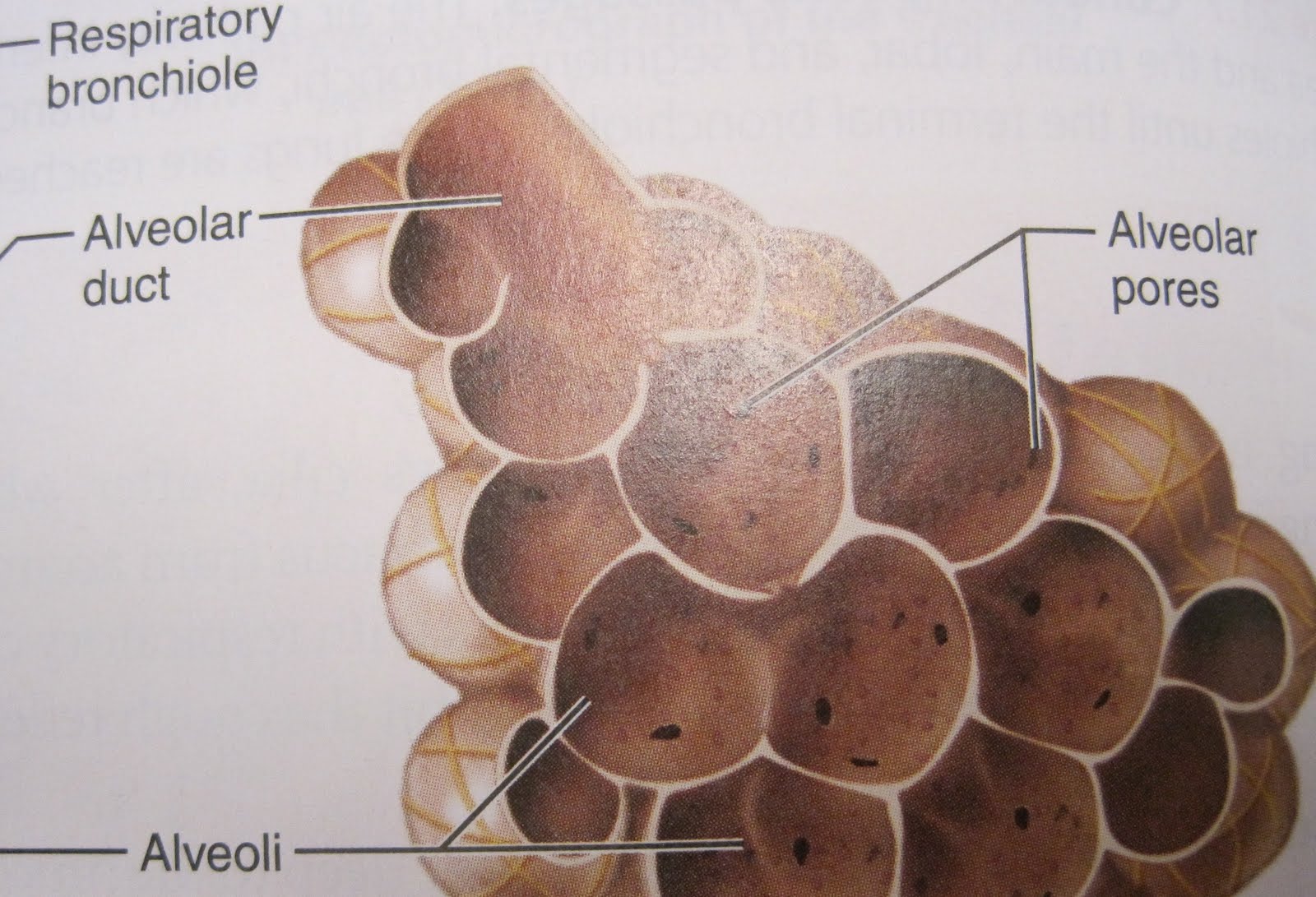 Anatomy and Physiology 2 Eportfolio: Objective 43 & 44: Respiratory ...