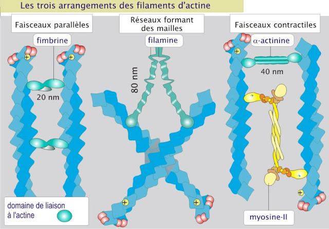 L'actine dans les cellules non-musculaires ~ ProBiologiste