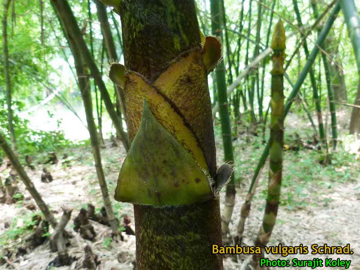 Medicinal Plants: Bambusa vulgaris, Common bamboo, moongil, Бамбук ...