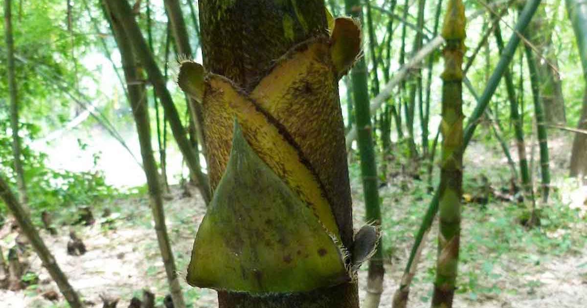 Medicinal Plants: Bambusa vulgaris, Common bamboo, moongil, Бамбук ...