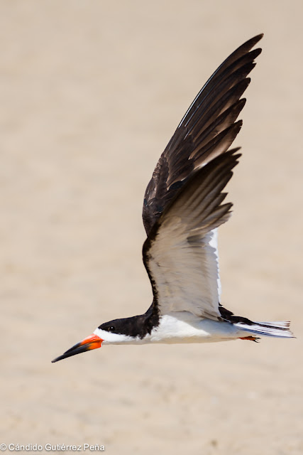 RAYADOR AMERICANO - Rynchops Niger | Observatorio de la Naturaleza