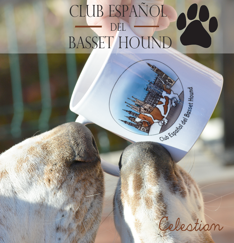 Pack Especial 20 Aniversario CEBH | Club Basset Hound de España
