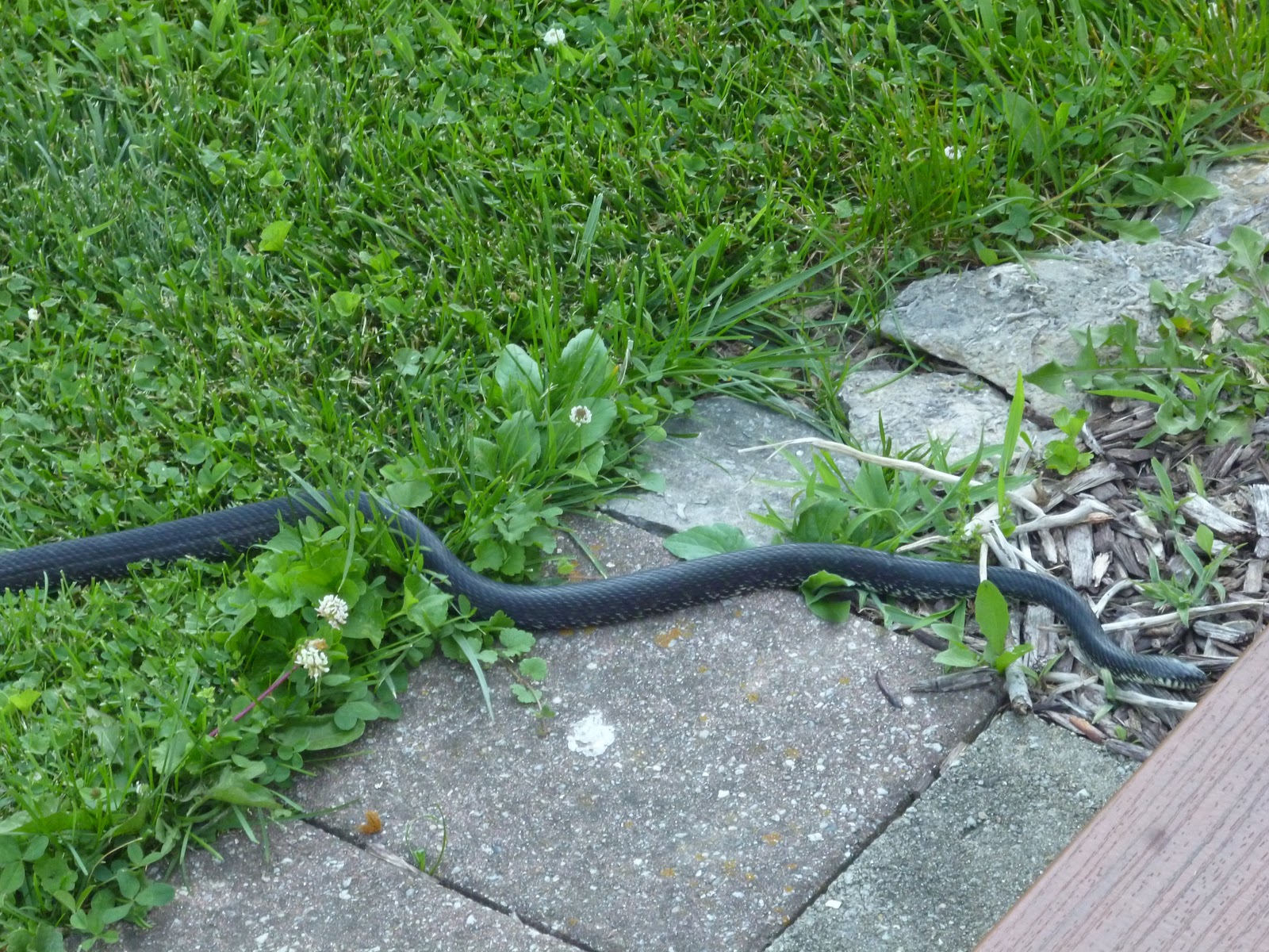 darlaville: sss = snake