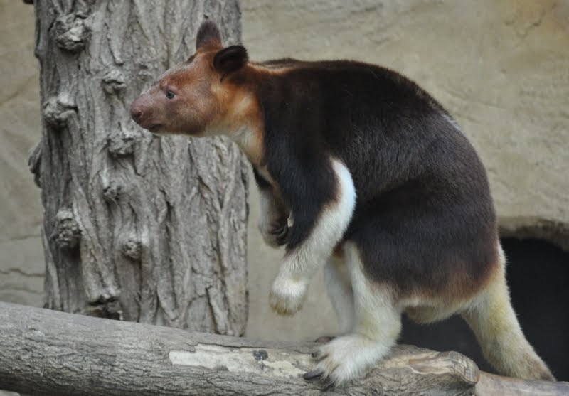 ZOOTOGRAFIANDO (6.100 ANIMALS): CANGURO ARBORÍCOLA DE GOODFELLOW / GOODFELLOW´S TREE KANGAROO ...