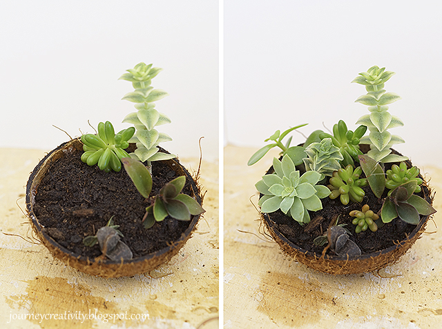 Coconut pot - Journey into Creativity