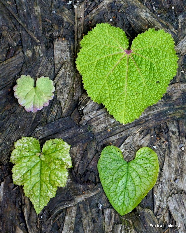 Fra frø til blomst: Hjerteformede blade