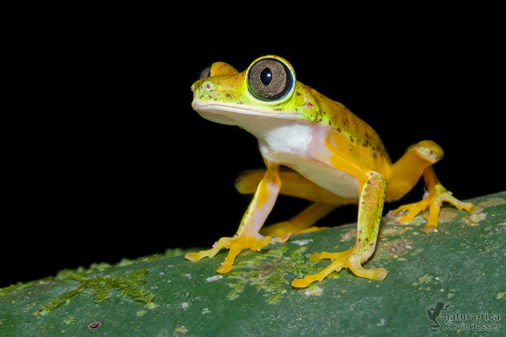 nature photography + herping : CR - Amphibians