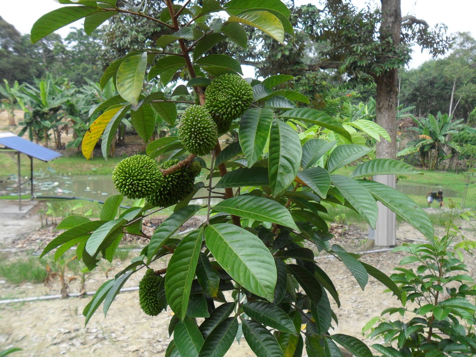 Kebun buah buahan : pokok@kebun