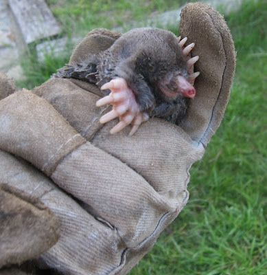 Ruthlynn's World: Mole Teeth