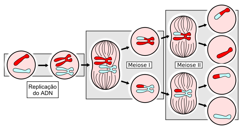 Bio Lounge: Citologia: Mitose e Meiose