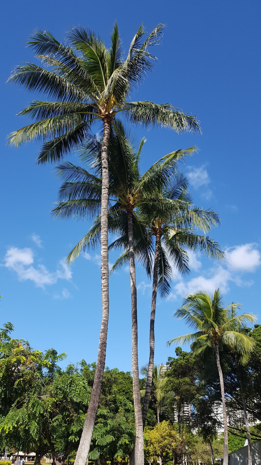 HRodenberger's Blog: The Trees of Kuroda Field