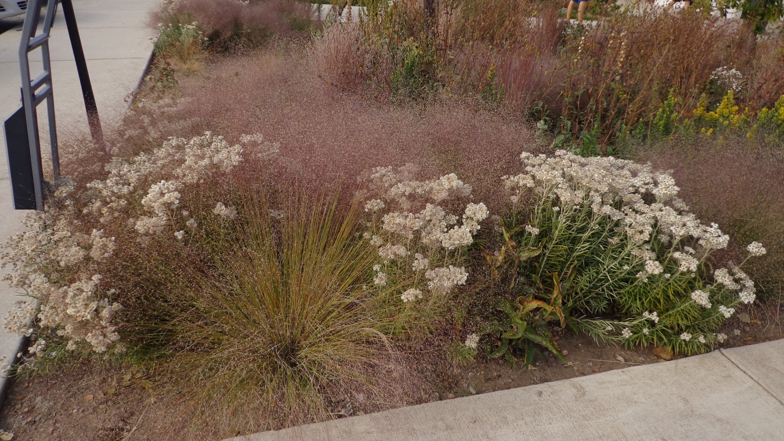 Prairiebreak: Singing a different tune: The Colorado prairie style