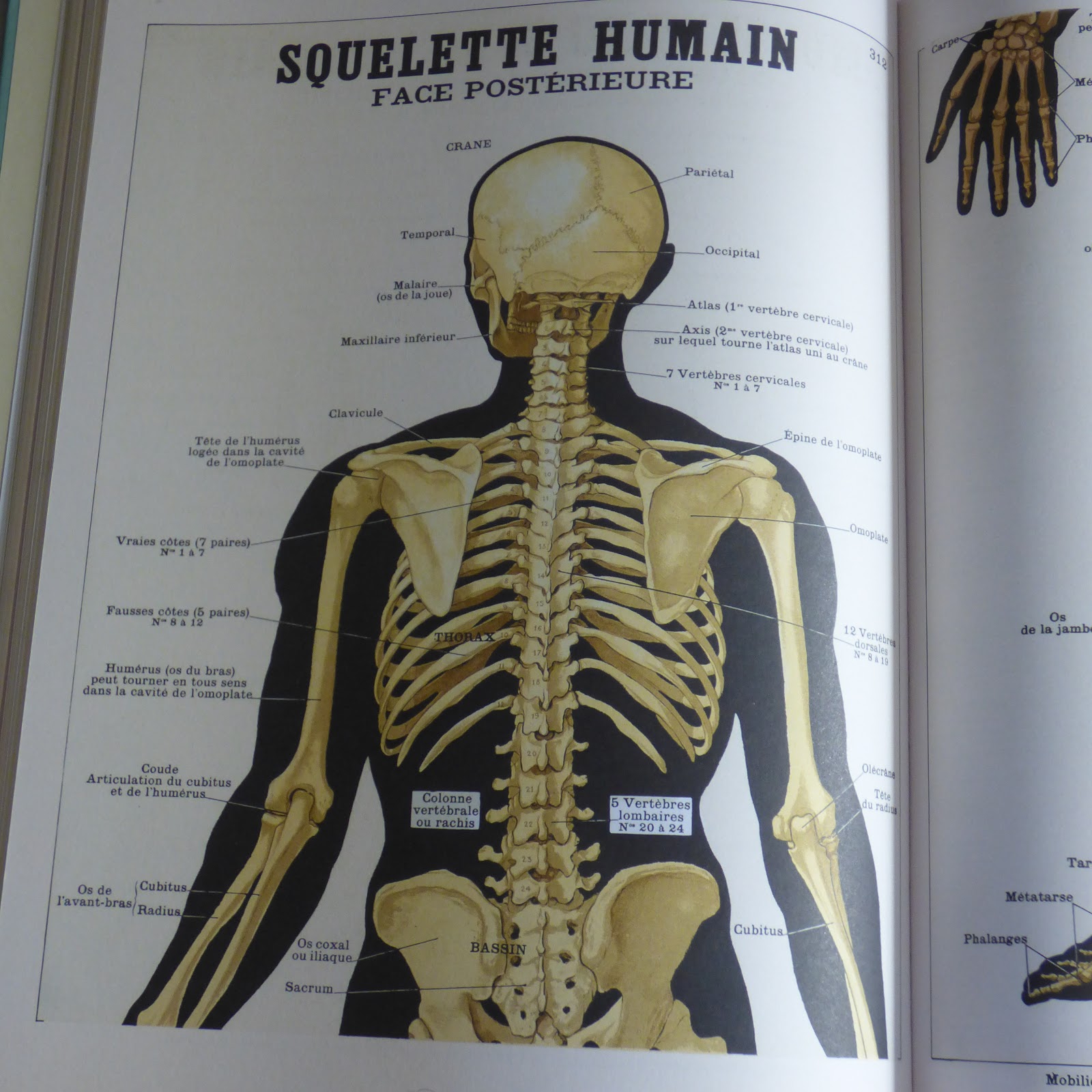 Leçons de choses de Deyrolle - Petits génies en herbe