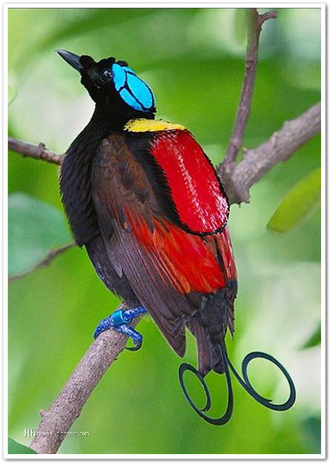 14 Awesome Gorgeous And Unusual Birds | Simply get it
