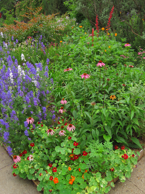 Donald's Organic Texas Garden: 05/20/2015