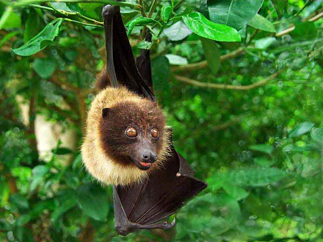 Ryukyu Life: Endangered Bat - The Ryukyu Flying Fox