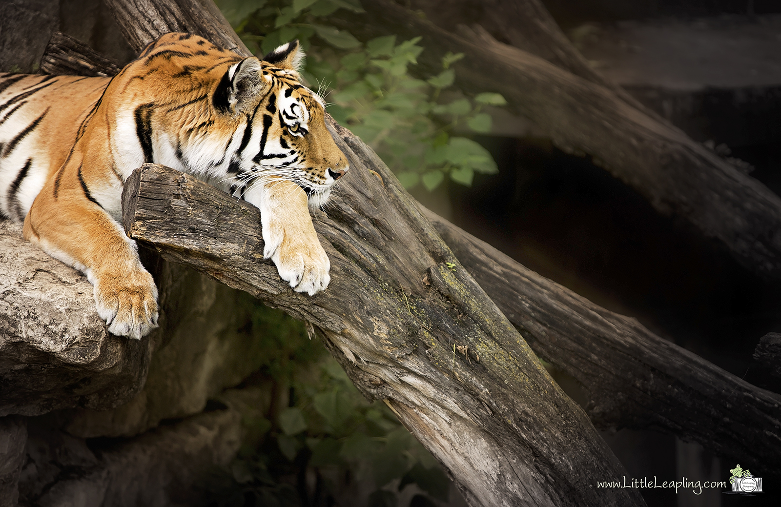 Little Leapling Photography: Zoom Zoom Zoo!