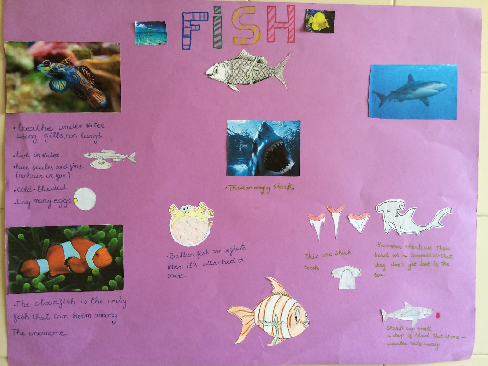 The English Cubby: Vertebrates posters