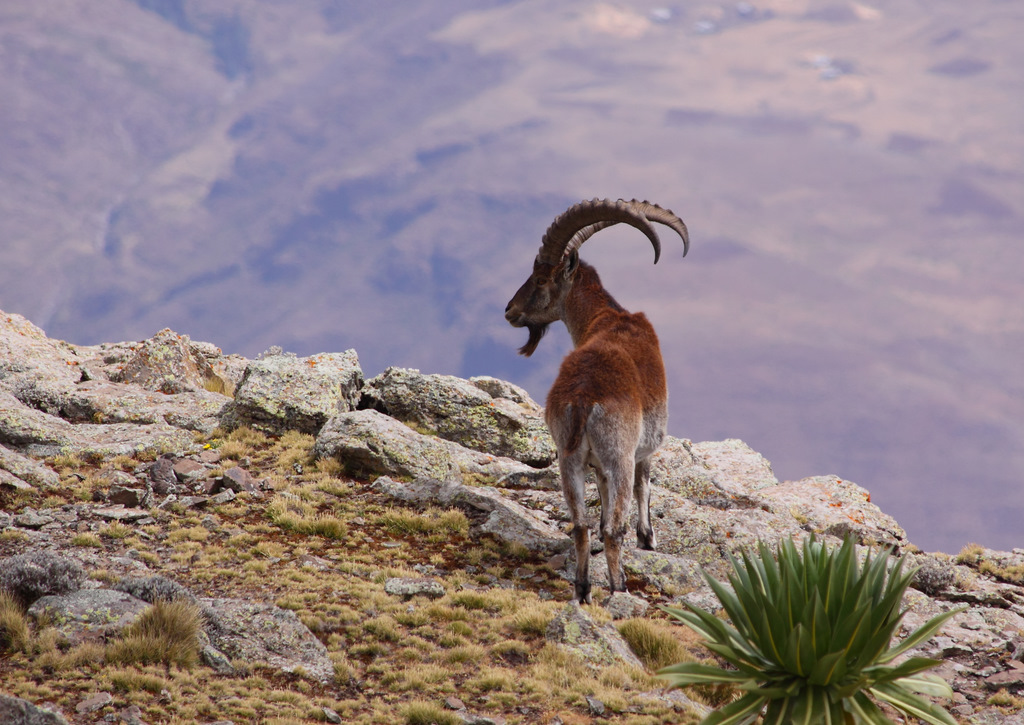 Biofoto Rogaland: Walya Ibex Etiopia