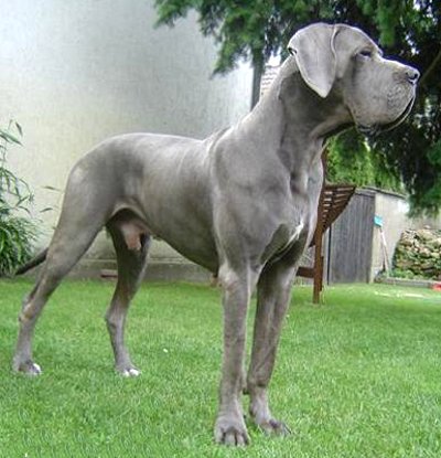 Great Dane dogs and puppies: Blue Great Danes