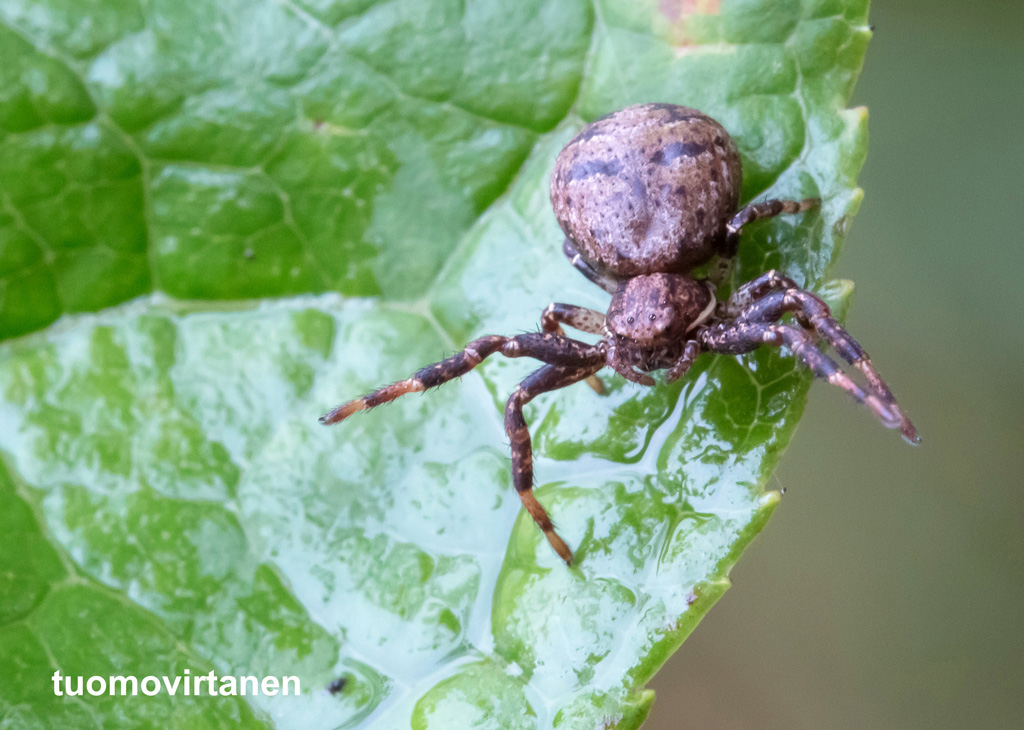 tuomovirtanen: 04/07/13