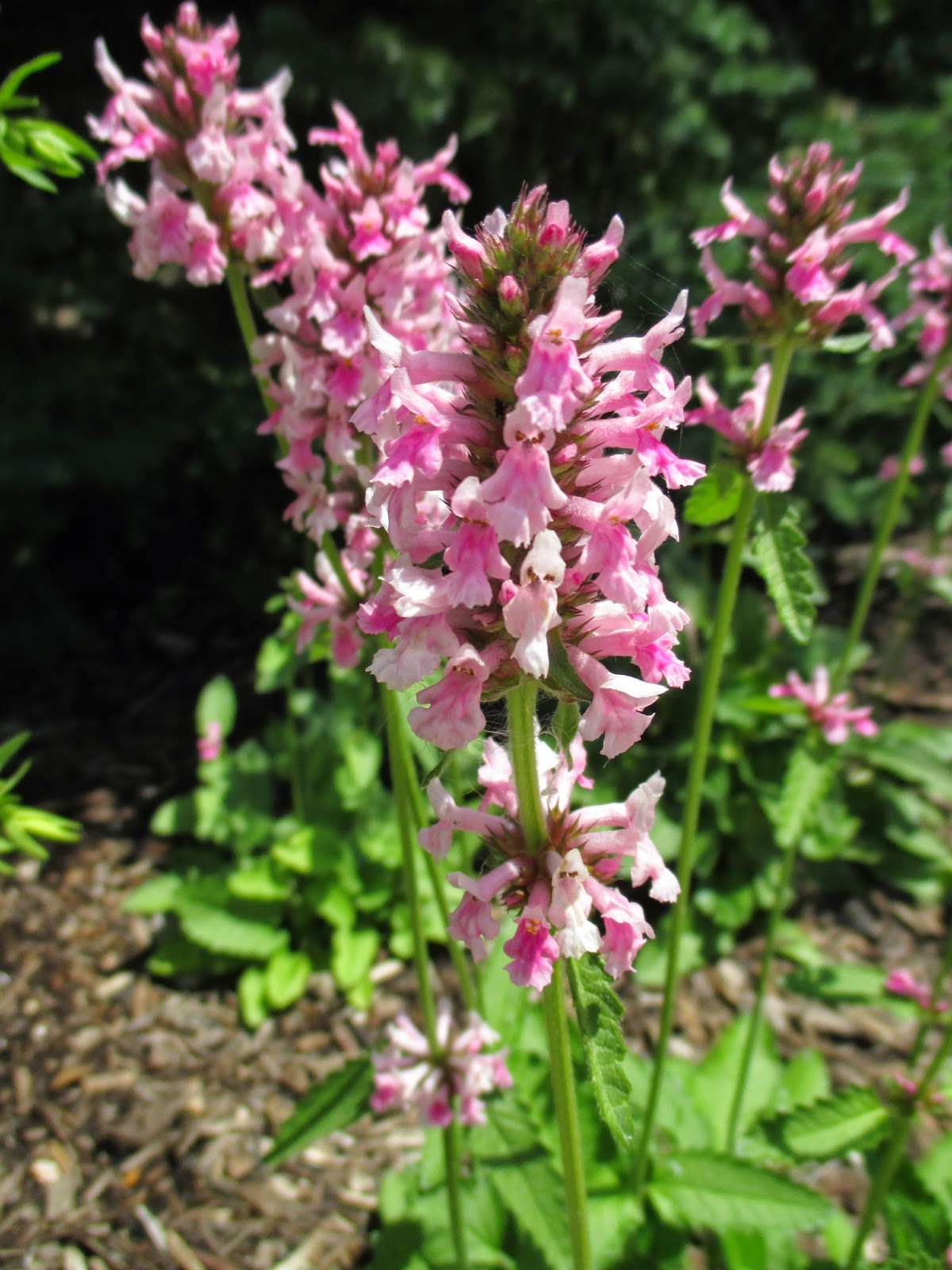 Wood Betony (Stachys officinalis) - Rotary Botanical Gardens