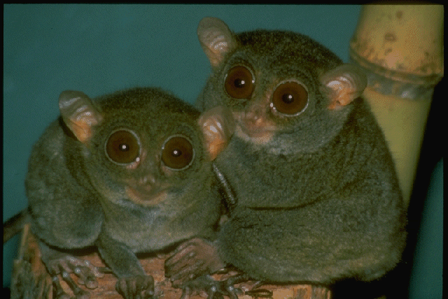 Tarsius, Primata Terkecil di Dunia