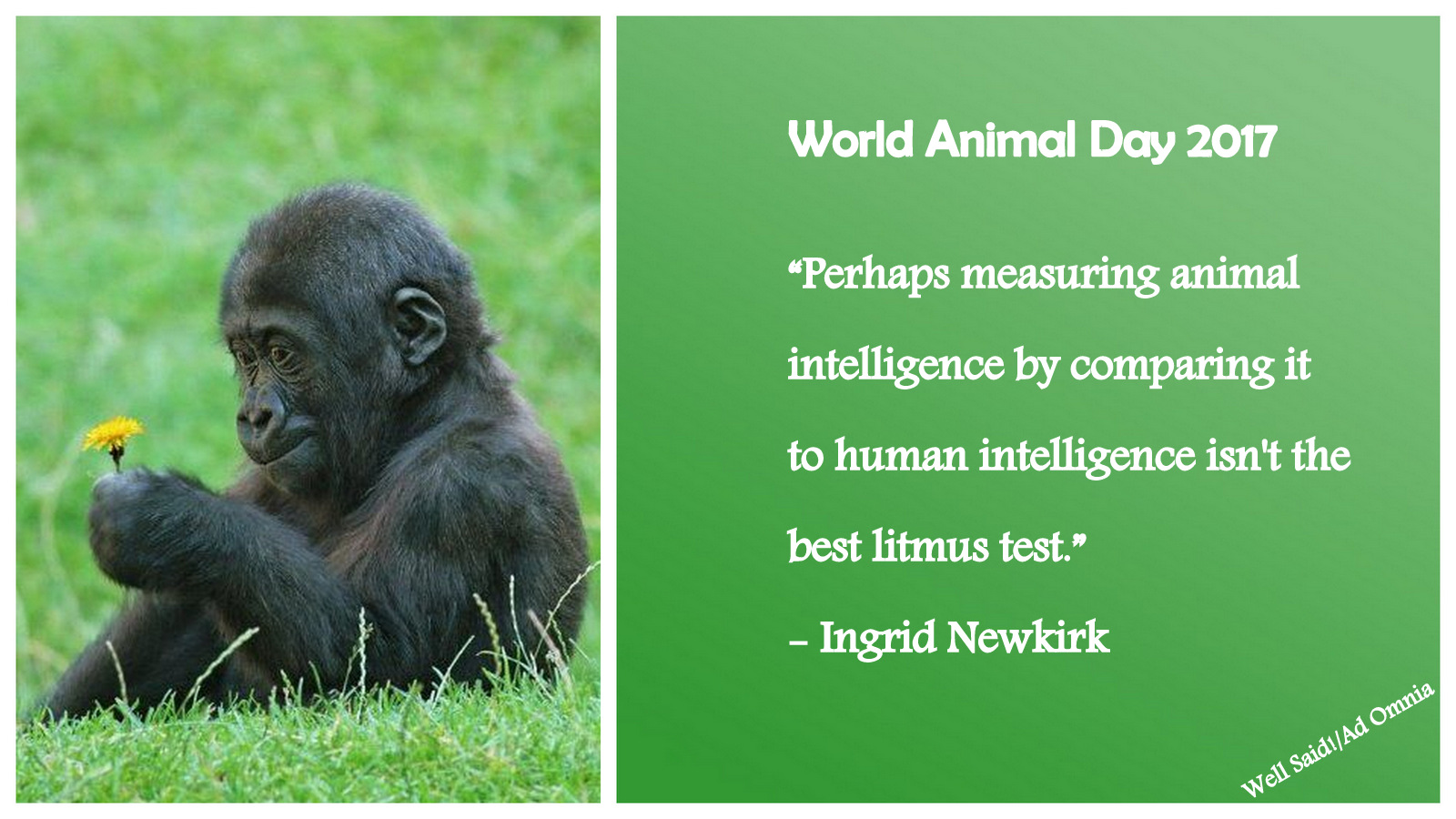 Ad Omnia: "Perhaps measuring animal intelligence..."