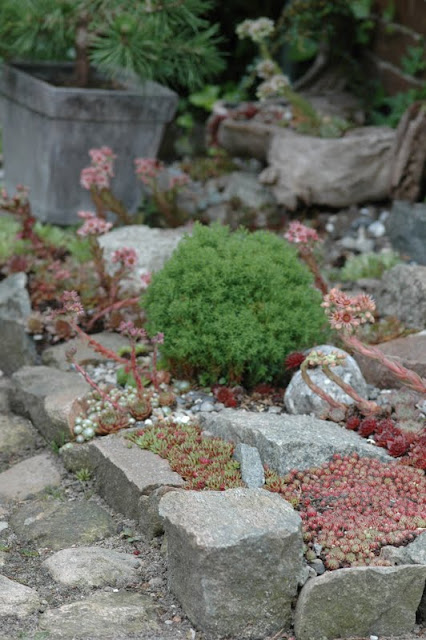 HAVETID: Sten og planter.