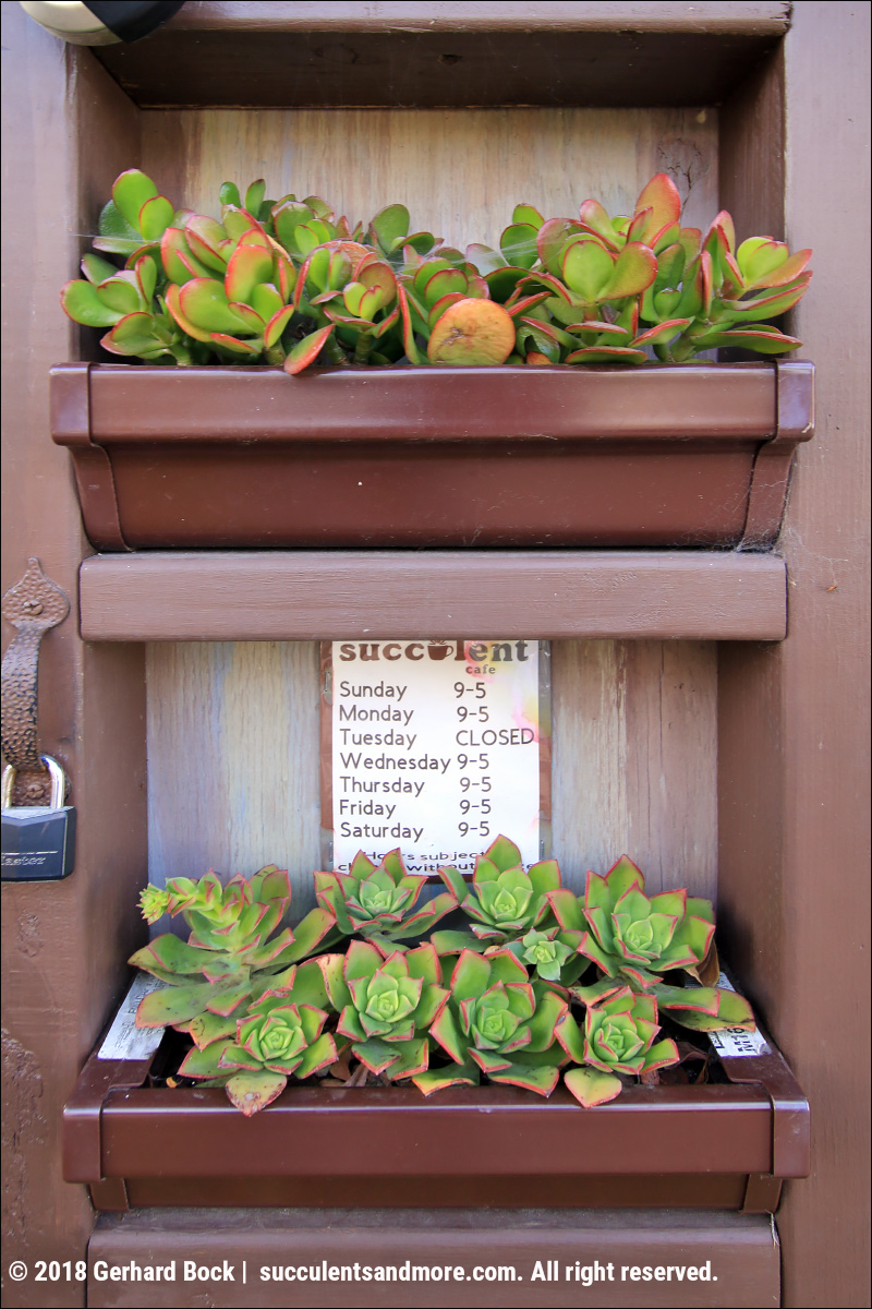 Sip and shop at the Succulent Café