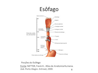 Resumos em Cirurgia Geral: Esôfago - Anatomia