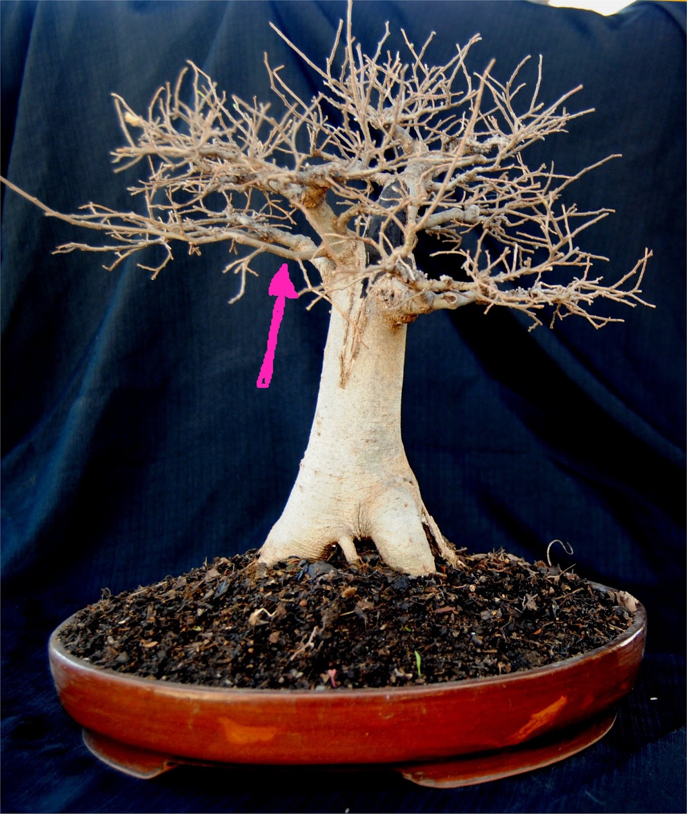 LENNARD'S BONSAI BEGINNINGS.: Celtis in a Baobab style.