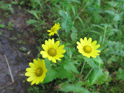 photos of trek trip: Mahuli fort