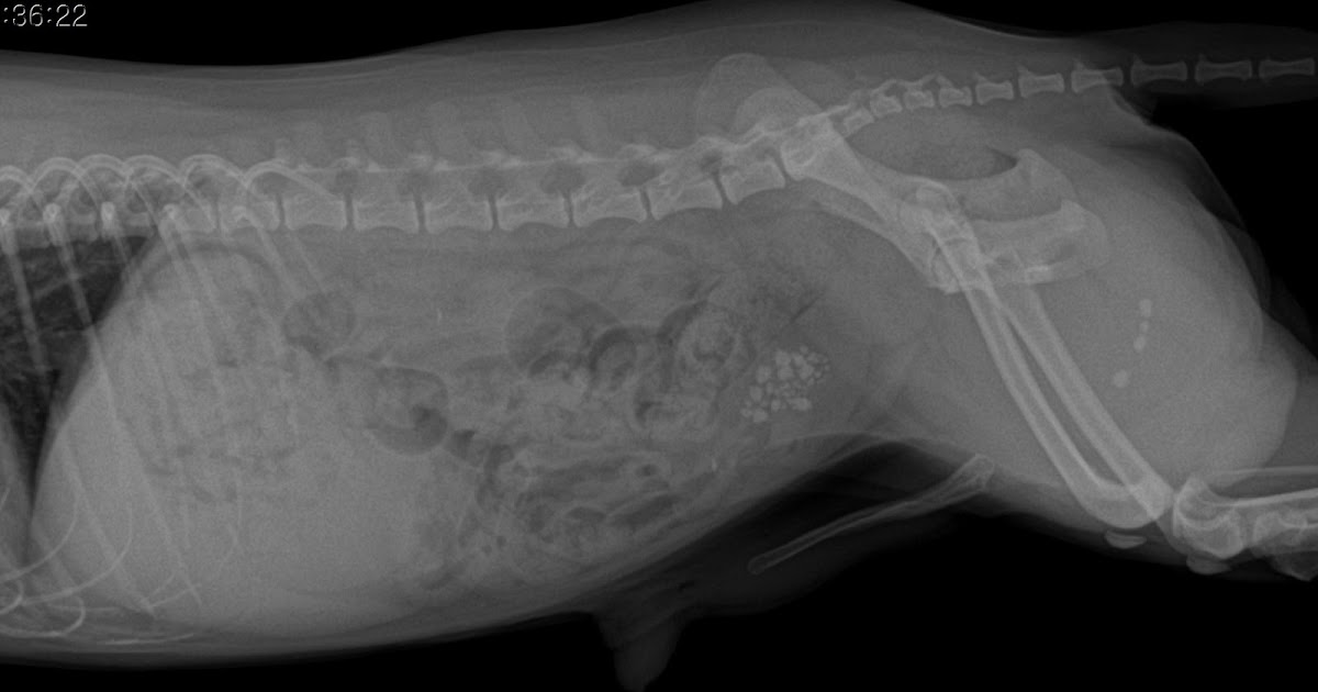 수의진단의학과: 5y intacted male pomeranian with stranguria ; 배뇨곤란