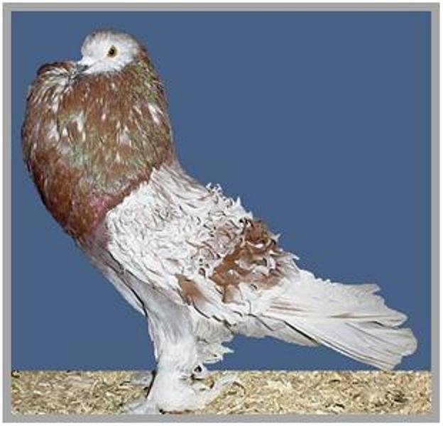Dutch Curled Cropper | BD PIGEONS