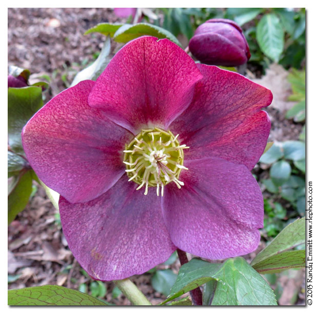 Randy & Meg's Garden Paradise: JC Raulston Arboretum's hellebores!