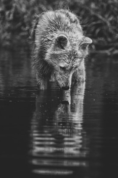 Kundalini: Poza unui pui de lup