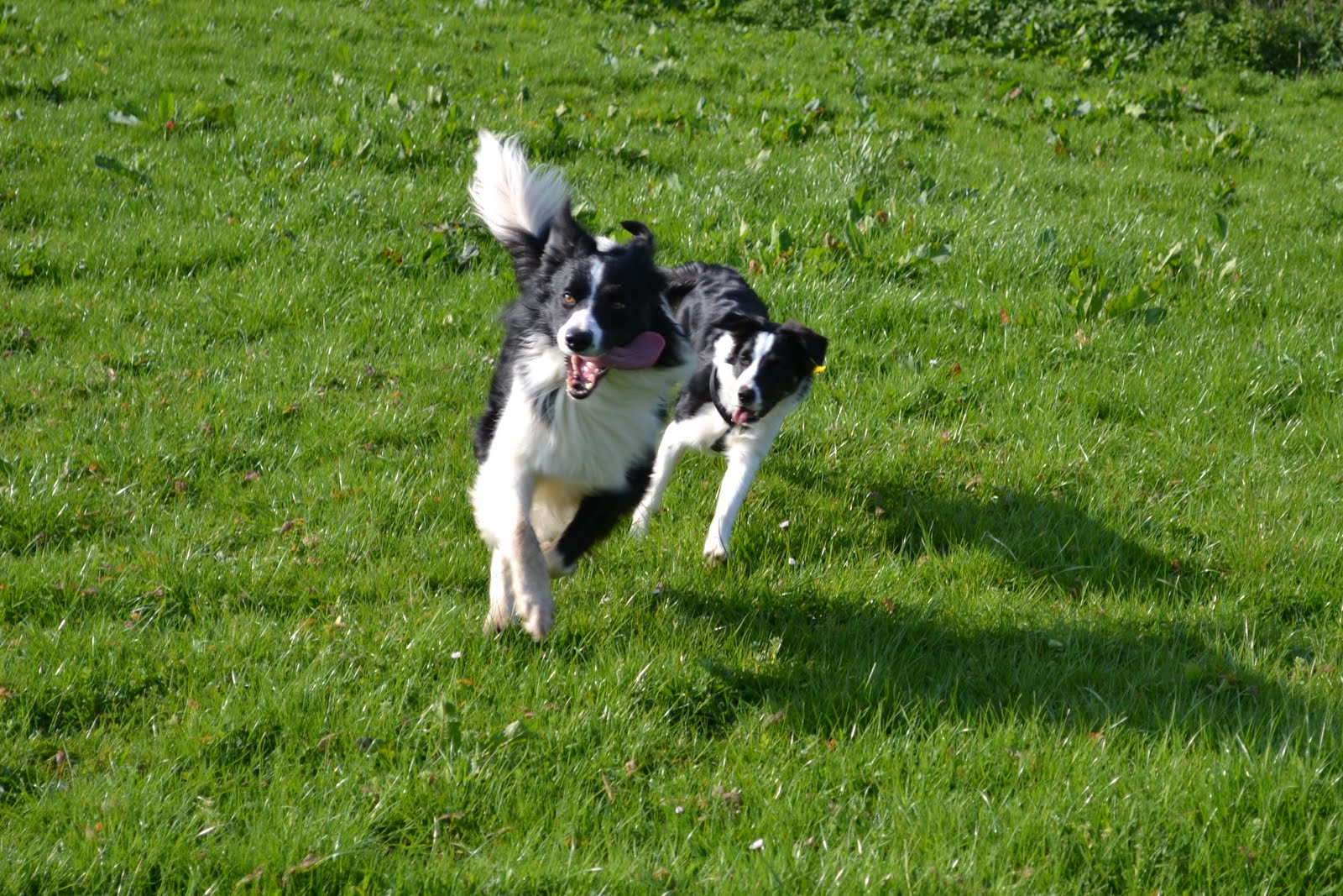 Devongem Border Collies: "Our life is what our thoughts make it ...