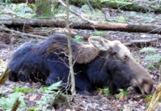 Brain Worm Confirmed in New York Moose - - The Adirondack Almanack