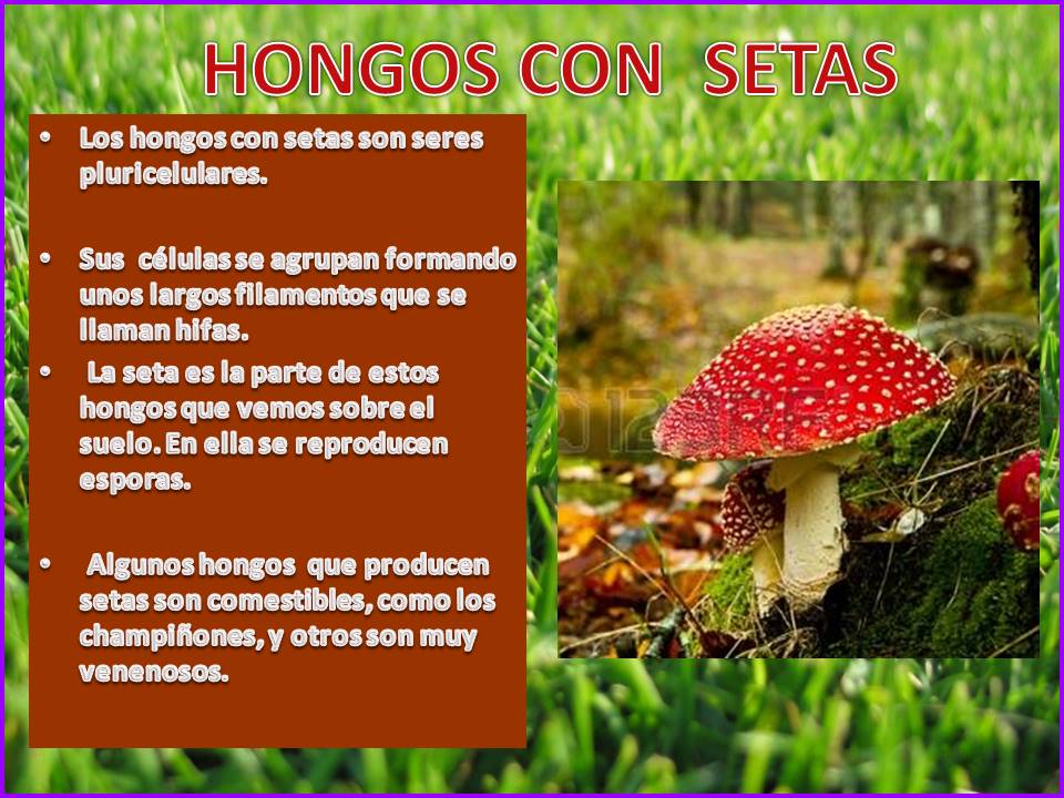 Cosas de niños para la escuela: HONGOS: HONGOS CON SETAS, MOHOS Y ...