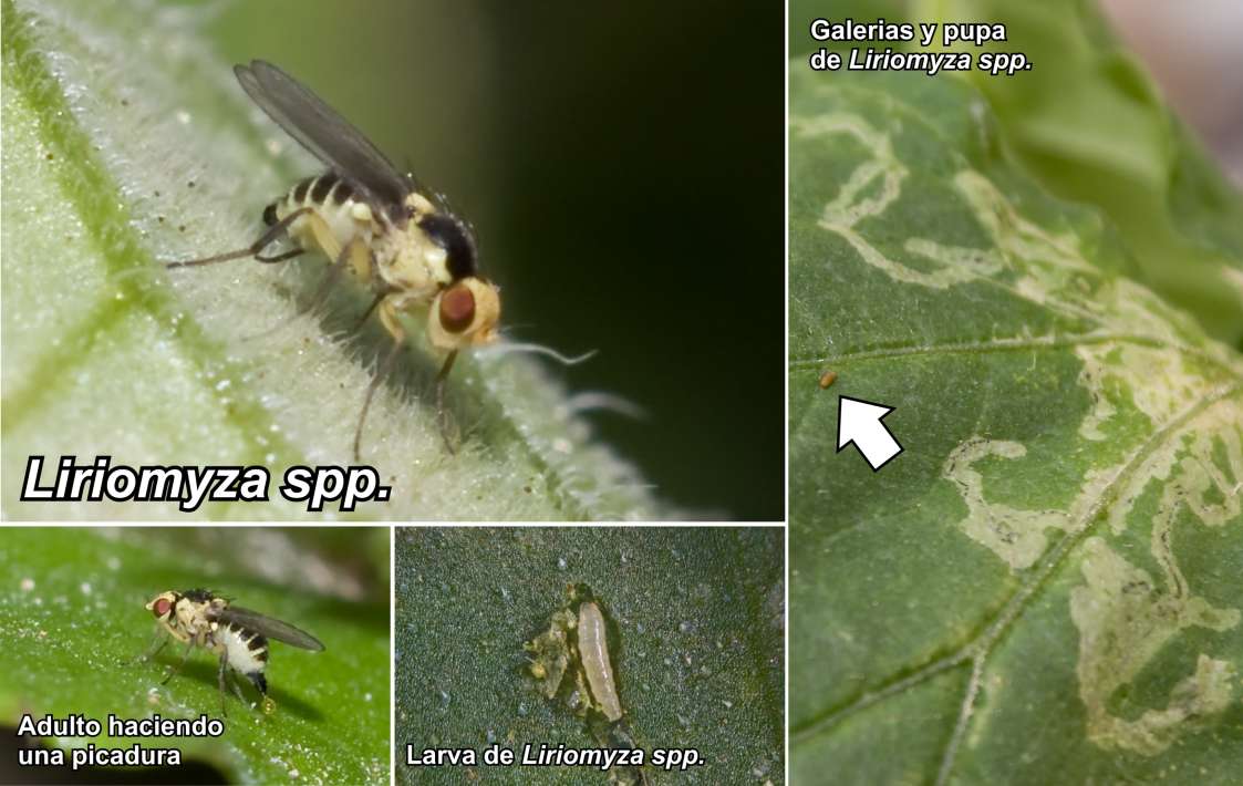 Homo agricola: Minadores, diglyphus y spinosad