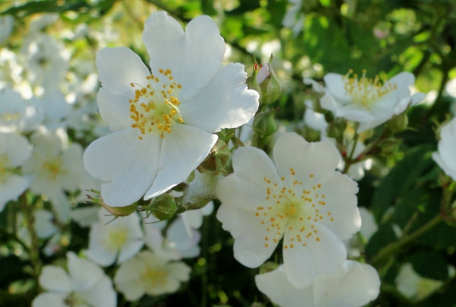 Rach's Wildflower Images: Multiflora Rose